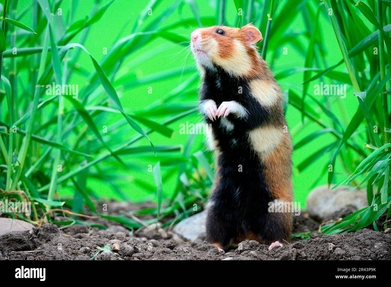 European hamster (Cricetus cricetus), European field hamster, European ...