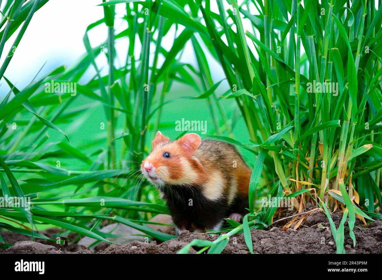 European hamster (Cricetus cricetus), European field hamster, European ...