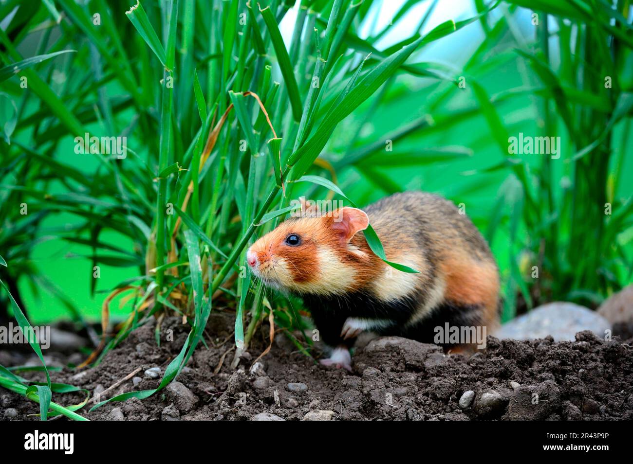 Field hamsters hi-res stock photography and images - Alamy