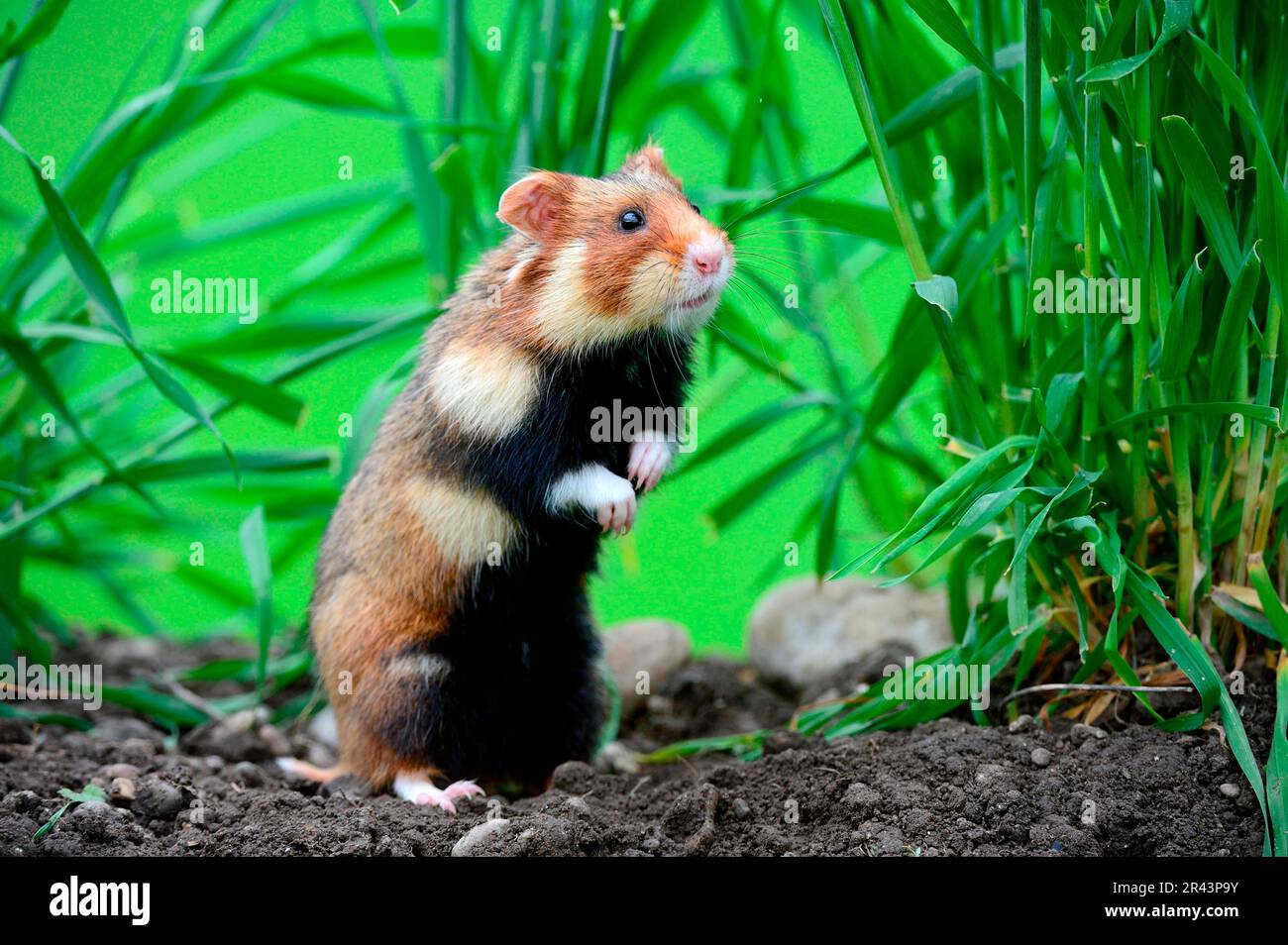 European hamster (Cricetus cricetus), European field hamster, European ...
