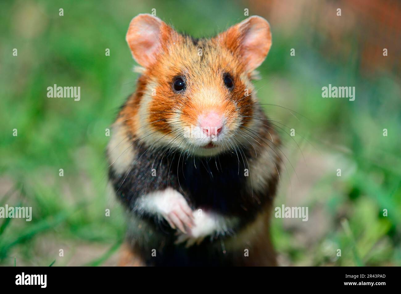 European hamster (Cricetus cricetus), European field hamster, European ...