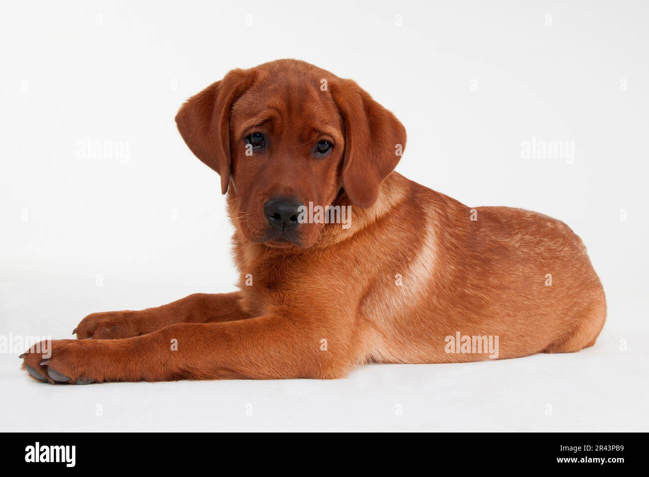 Labrador Retriever, fox red, male, puppy, 4 months, yellow Stock Photo ...