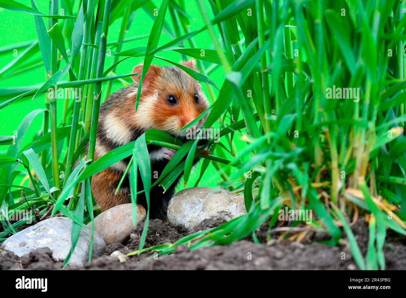 Field hamsters hi-res stock photography and images - Alamy