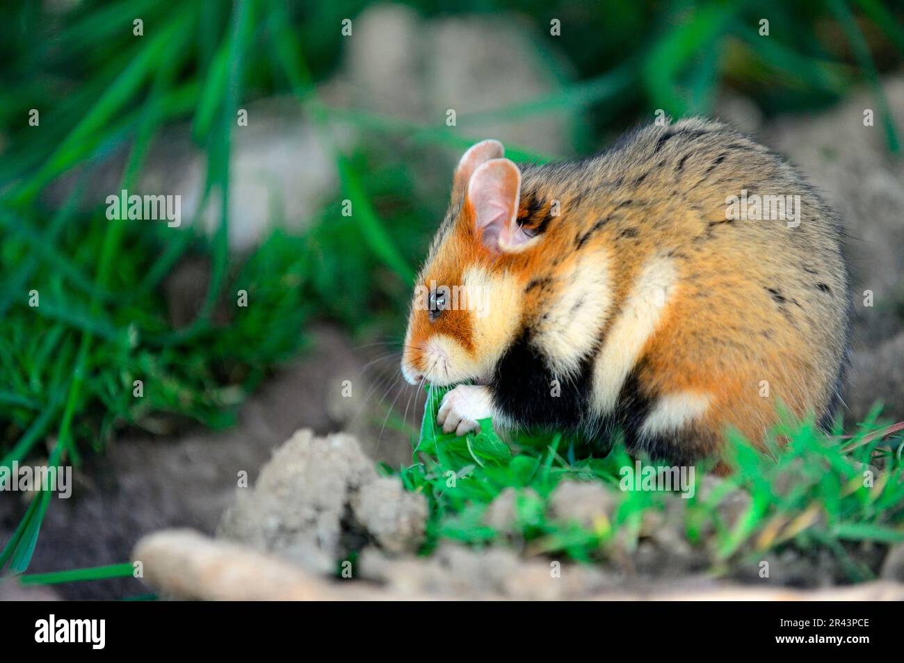European hamster (Cricetus cricetus), European field hamster, European ...