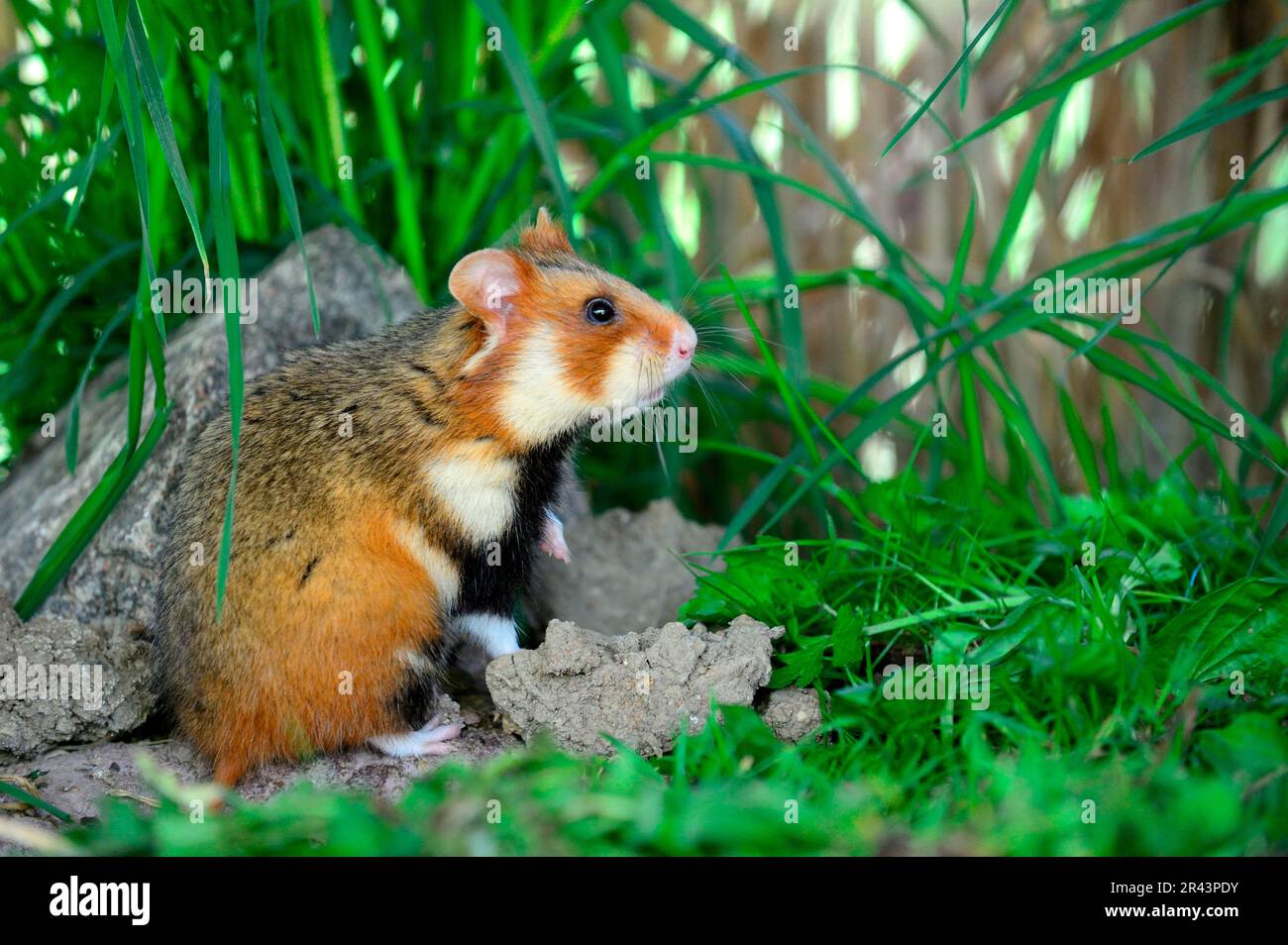 European hamster (Cricetus cricetus), European field hamster, European ...