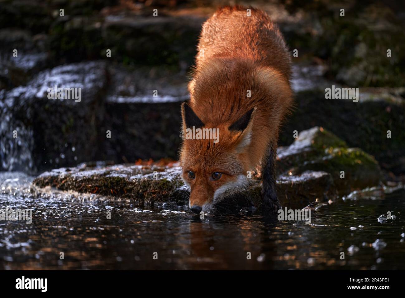Fox drink, orange evening light. Orange fur coat animal in nature ...