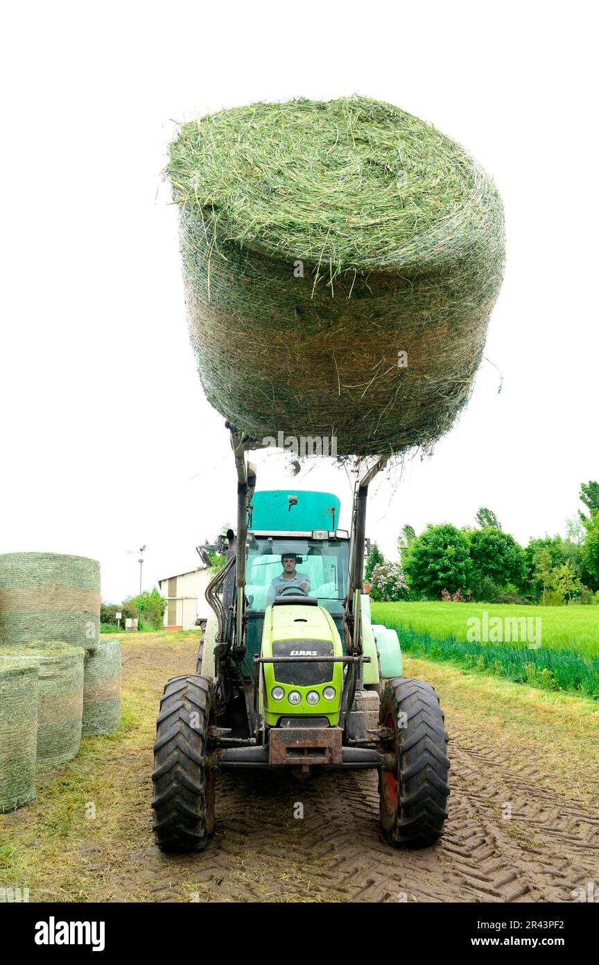 Farmer harvesting alfalfa (Medicago sativa) or lucerne for cattle food ...