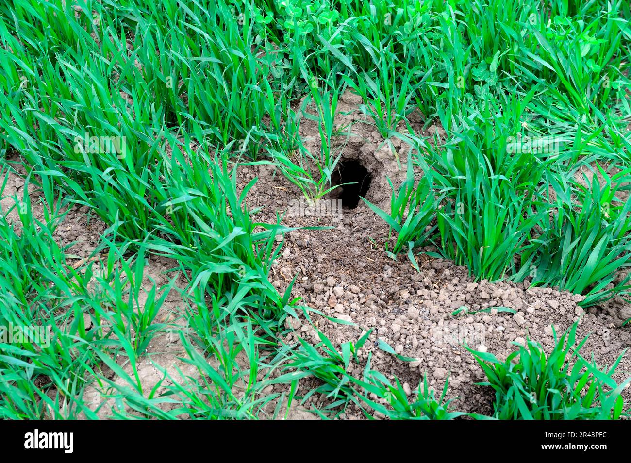 European hamster (Cricetus cricetus), European field hamster, hamster ...