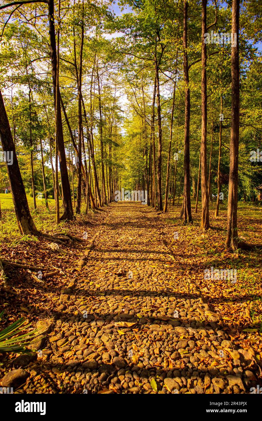 the beauty of nature in the purwodadi botanical garden with green trees ...