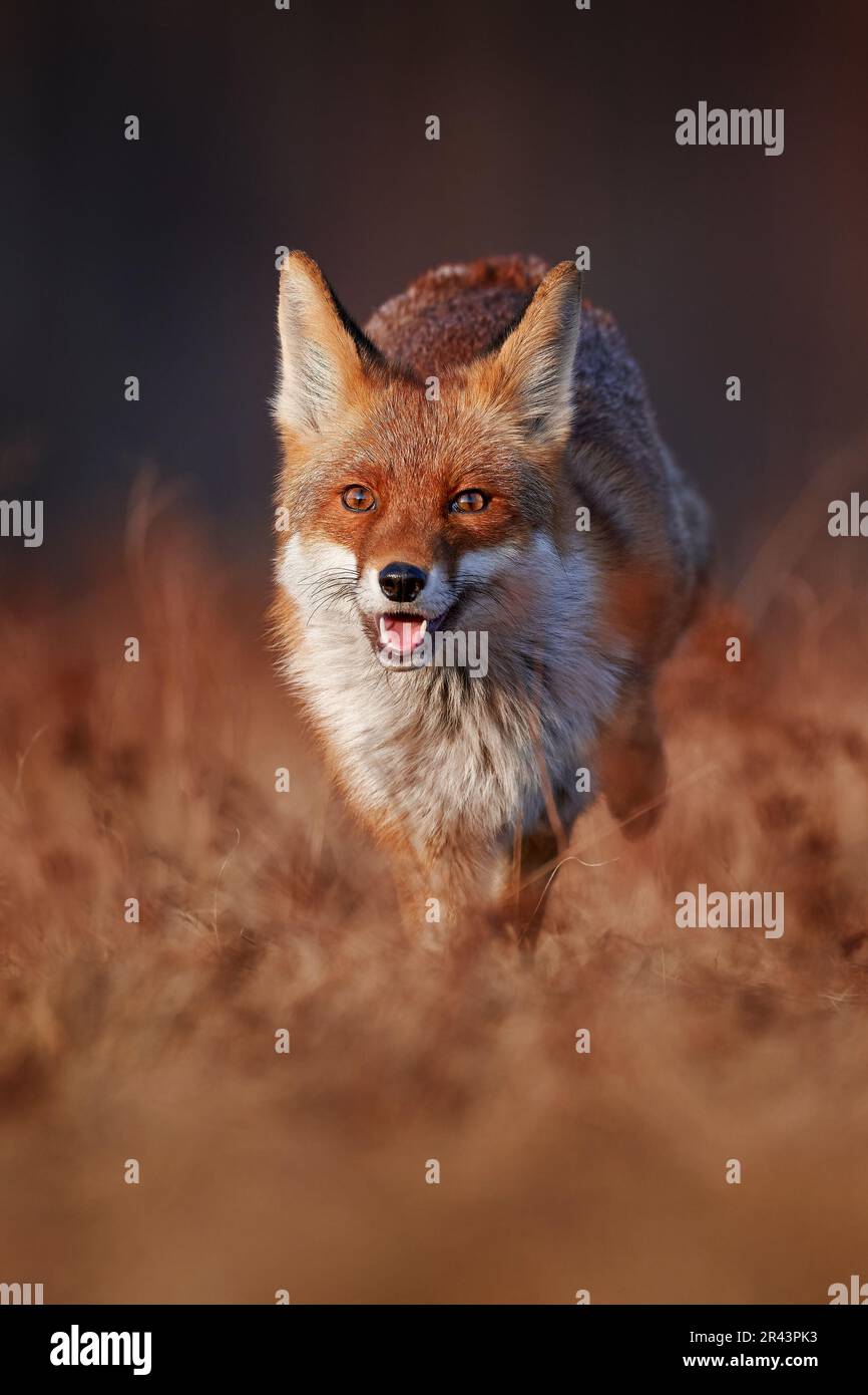 Wildlife - fox run on orange autumn gress meadow. Cute red Fox, Vulpes vulpes in fall forest ...