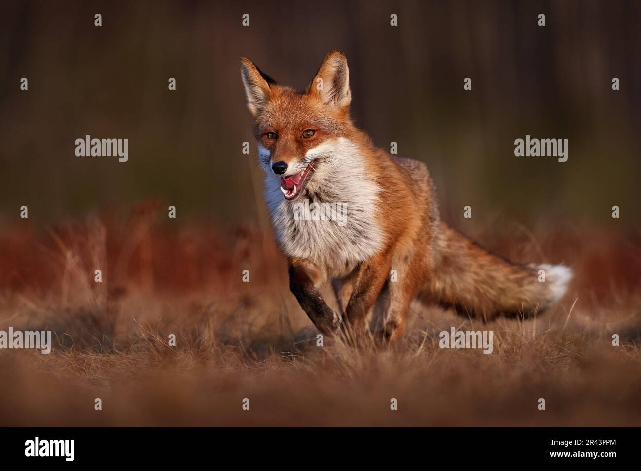 Wildlife - fox run on orange autumn gress meadow. Cute red Fox, Vulpes vulpes in fall forest ...