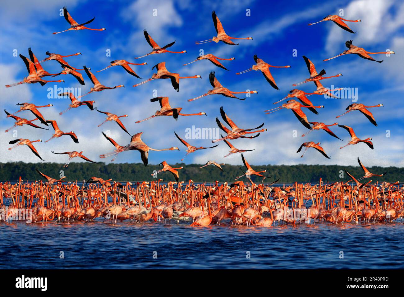 Nature Mexico. Flock of bird in the river sea water, with dark blue sky ...