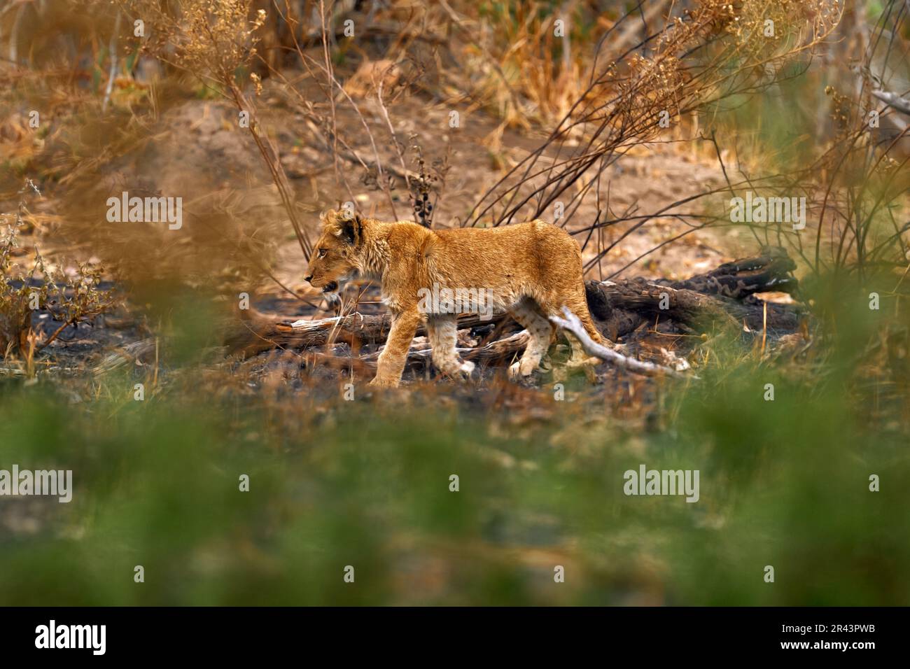 Lost kitten, African lion. Botswana wildlife. Lion, fire burned ...