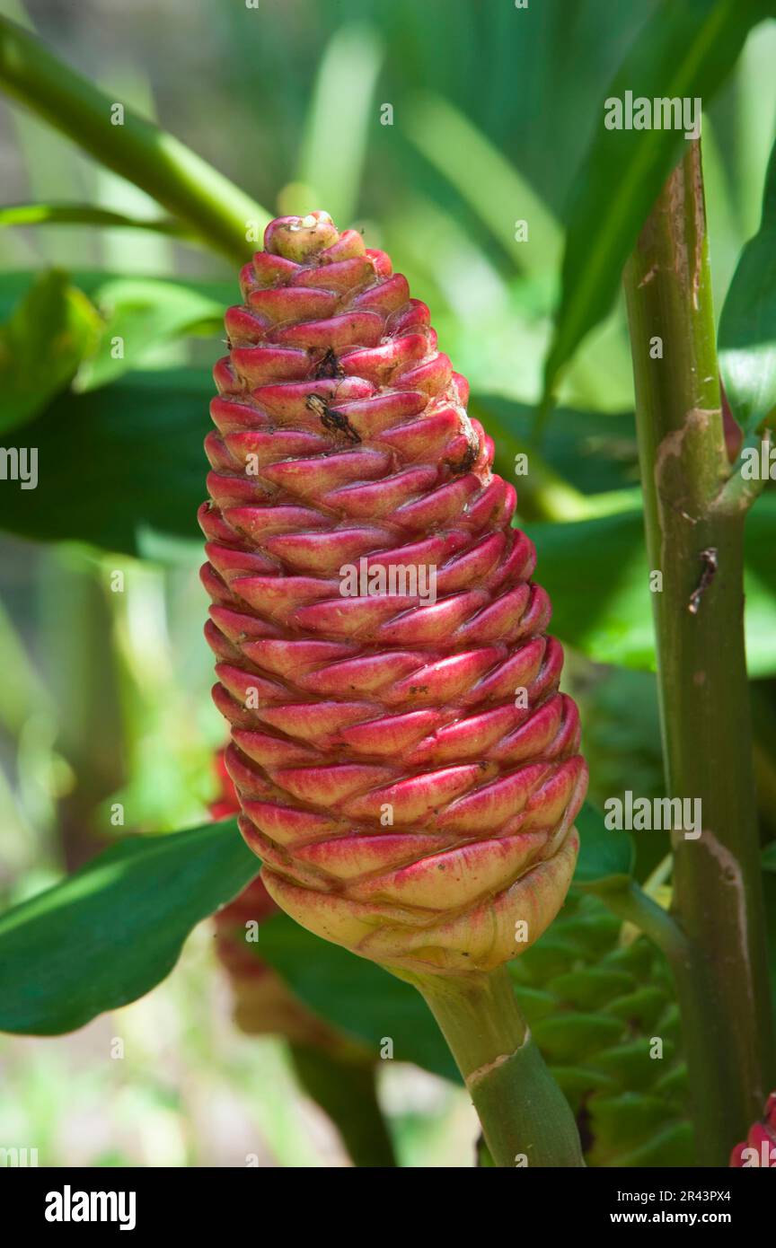 Zingiber zerumbet or shampoo ginger, Botanical Garden of Rio de Janeiro ...