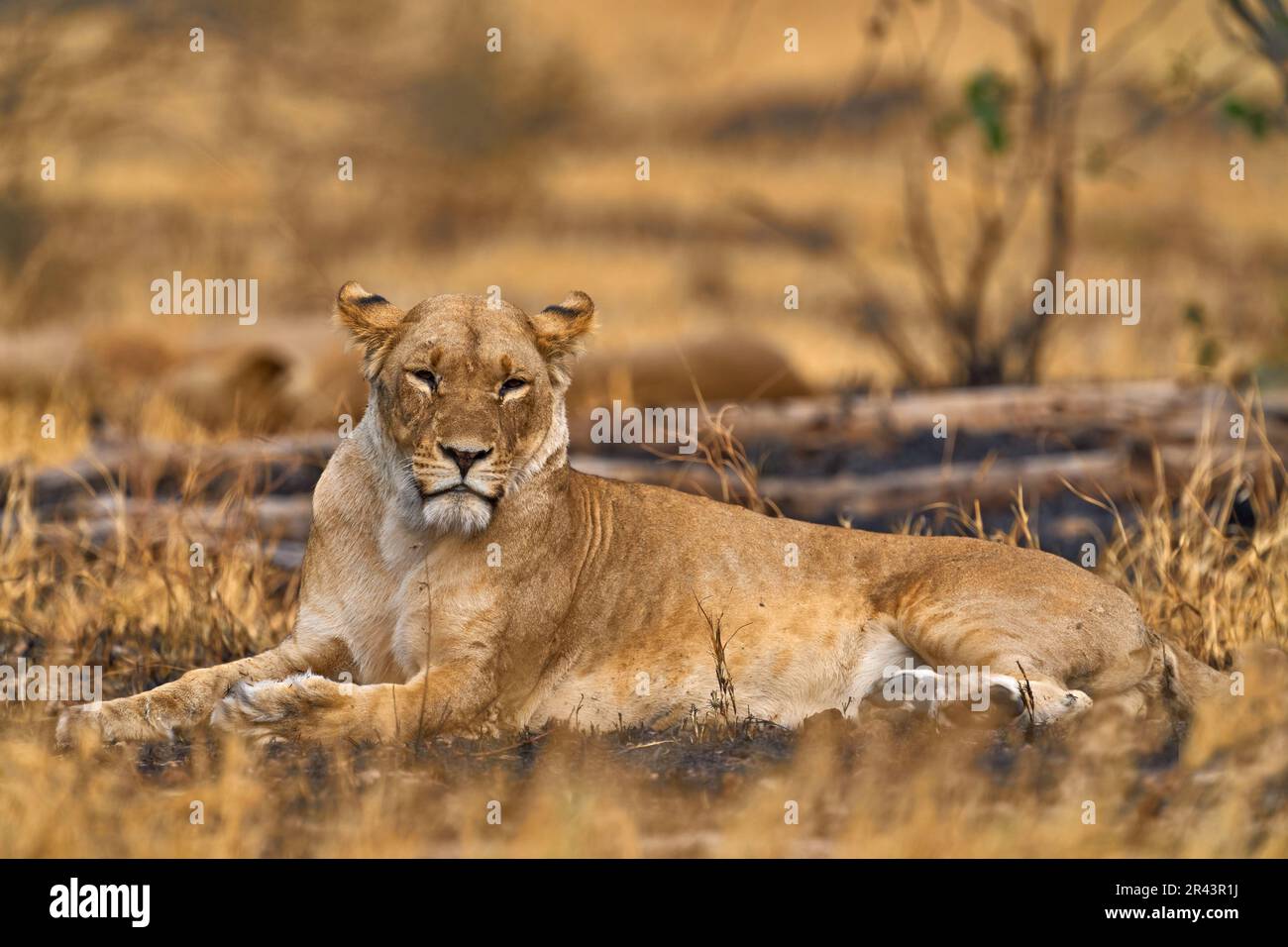 Artistic photo, blur motion art - lion. Botswana wildlife. Lion, fire ...