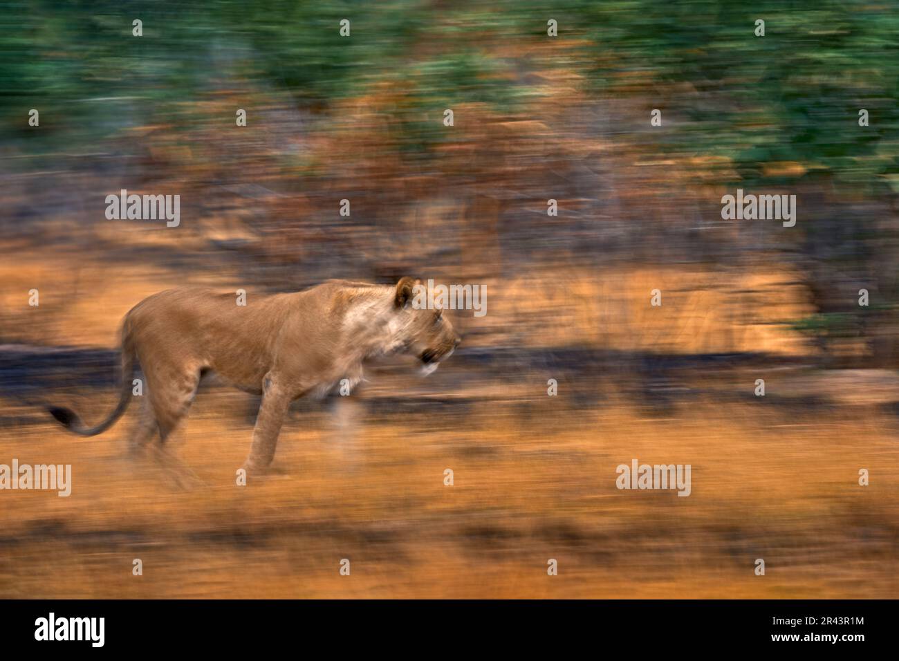 Artistic photo, blur motion art - lion. Botswana wildlife. Lion, fire ...