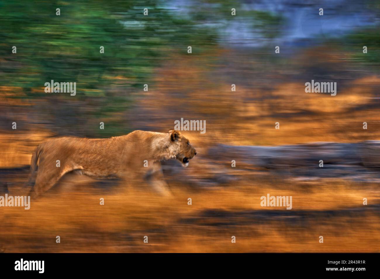 Artistic photo, blur motion art - lion. Botswana wildlife. Lion, fire ...