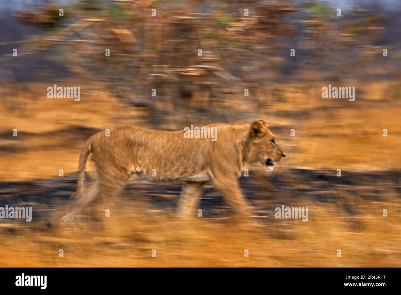 Artistic photo, blur motion art - lion. Botswana wildlife. Lion, fire ...