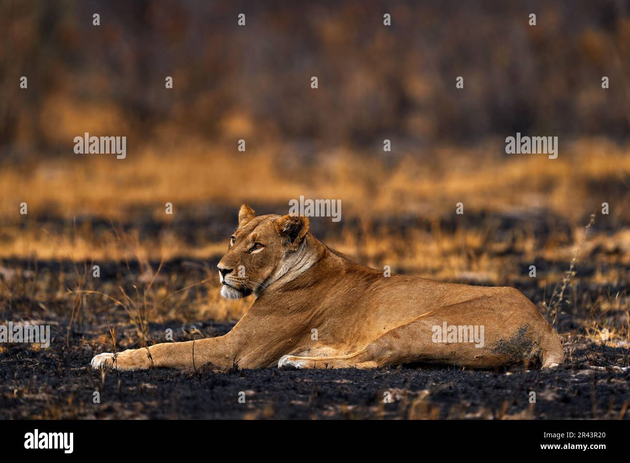 African lion, young kitten. Botswana wildlife. Lion, fire burned ...