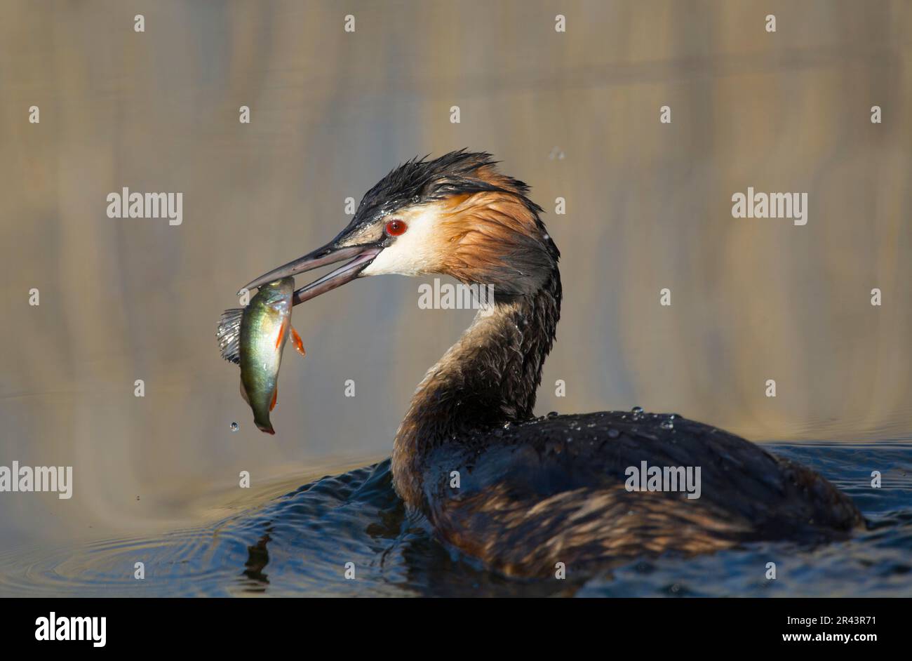 Great crested grebe (Podiceps cristatus) with captured fish Stock Photo ...