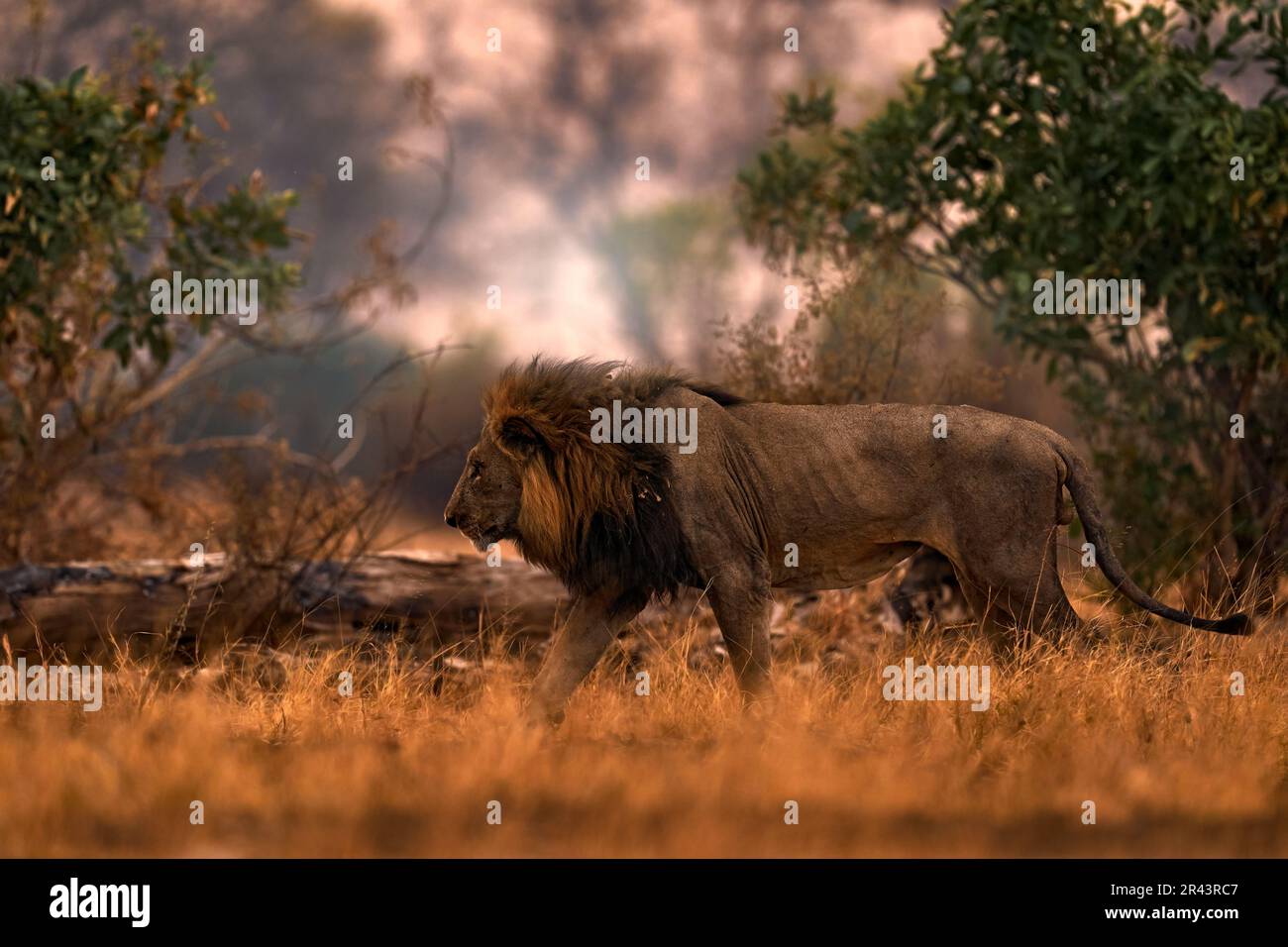 African lion, male. Botswana wildlife. Lion, fire burned destroyed ...