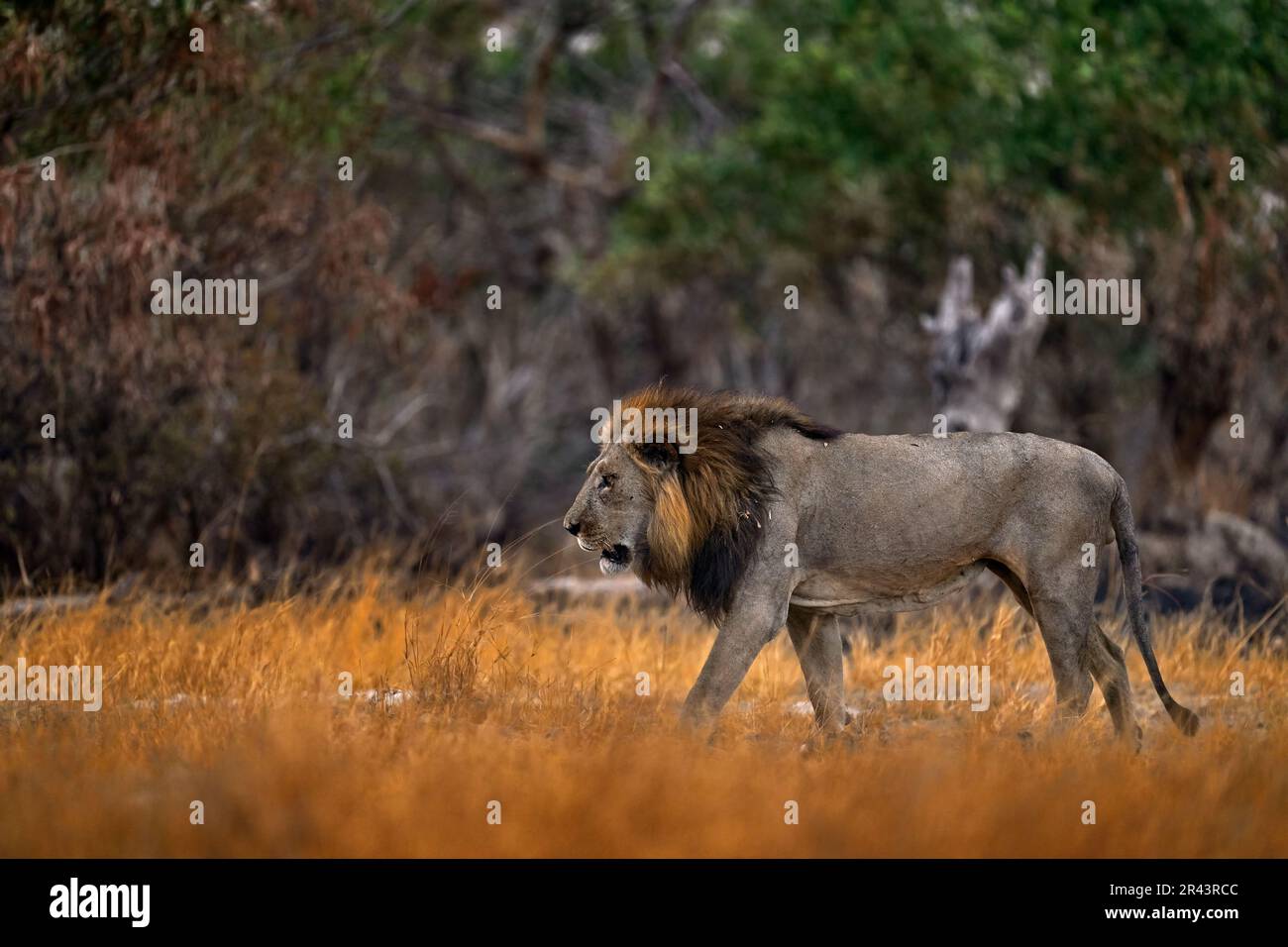 African lion, male. Botswana wildlife. Lion, fire burned destroyed ...