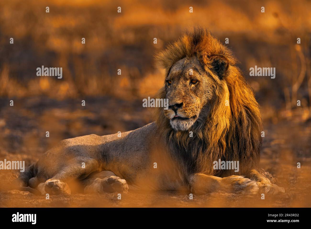 Lion, fire burned destroyed savannah. Animal in fire burnt place, lion ...