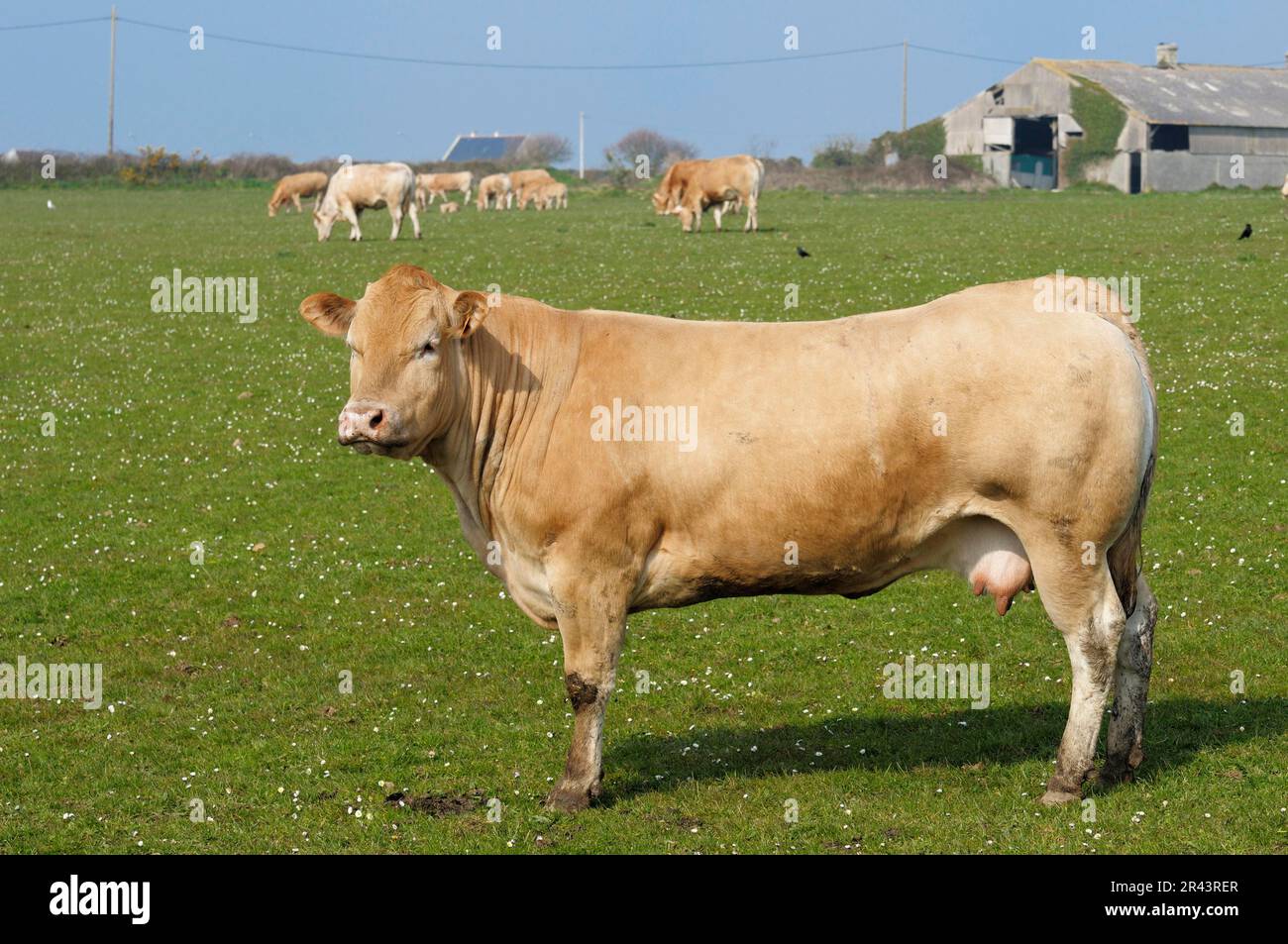 Domestic cattle, cow, Finistere, Brittany, France Stock Photo - Alamy