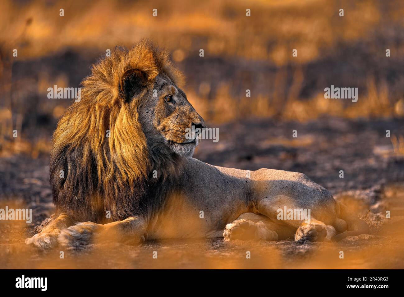 Lion, fire burned destroyed savannah. Animal in fire burnt place, lion ...