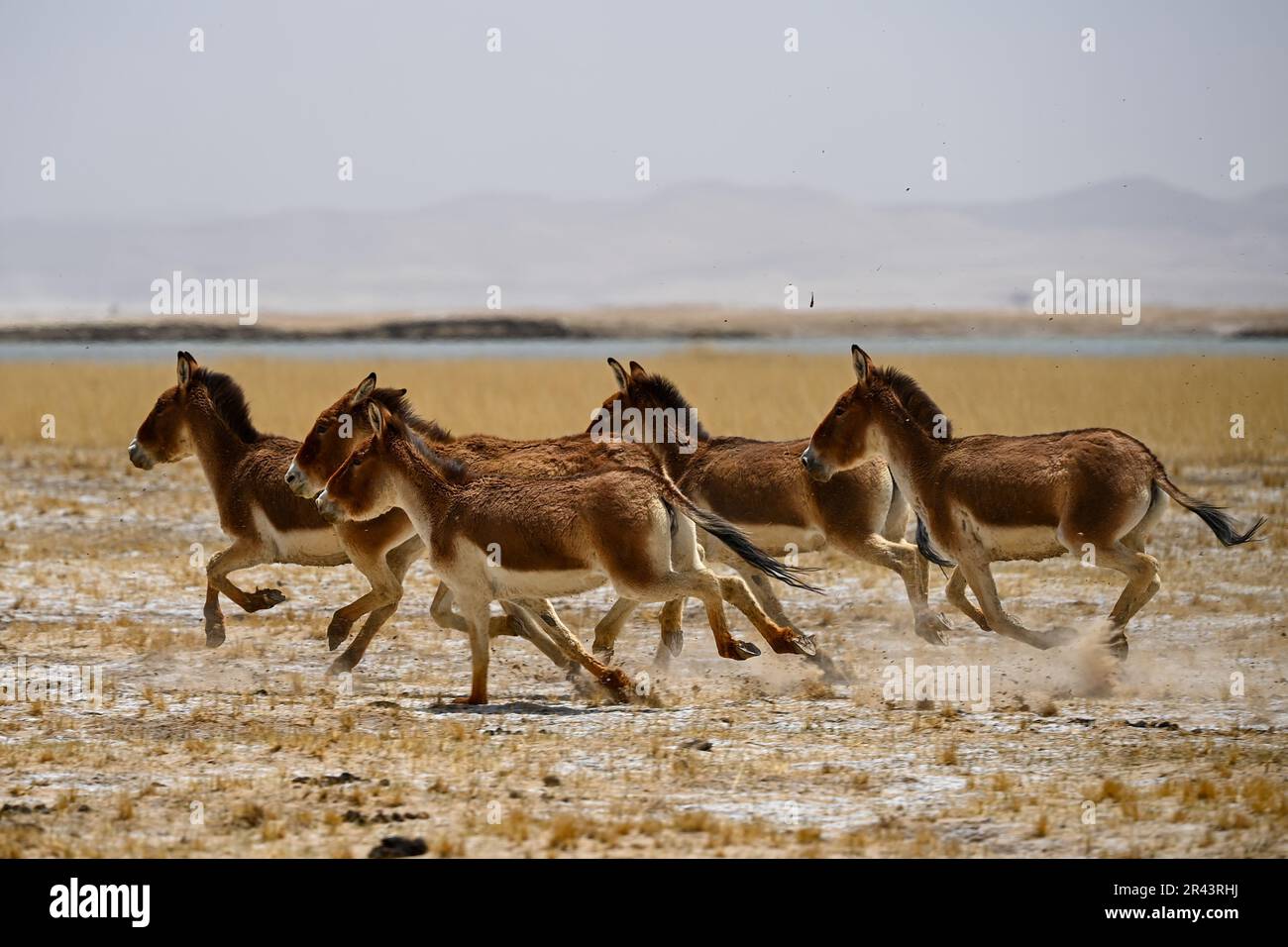 Ruoqiang. 23rd May, 2023. This photo taken on May 23, 2023 shows ...