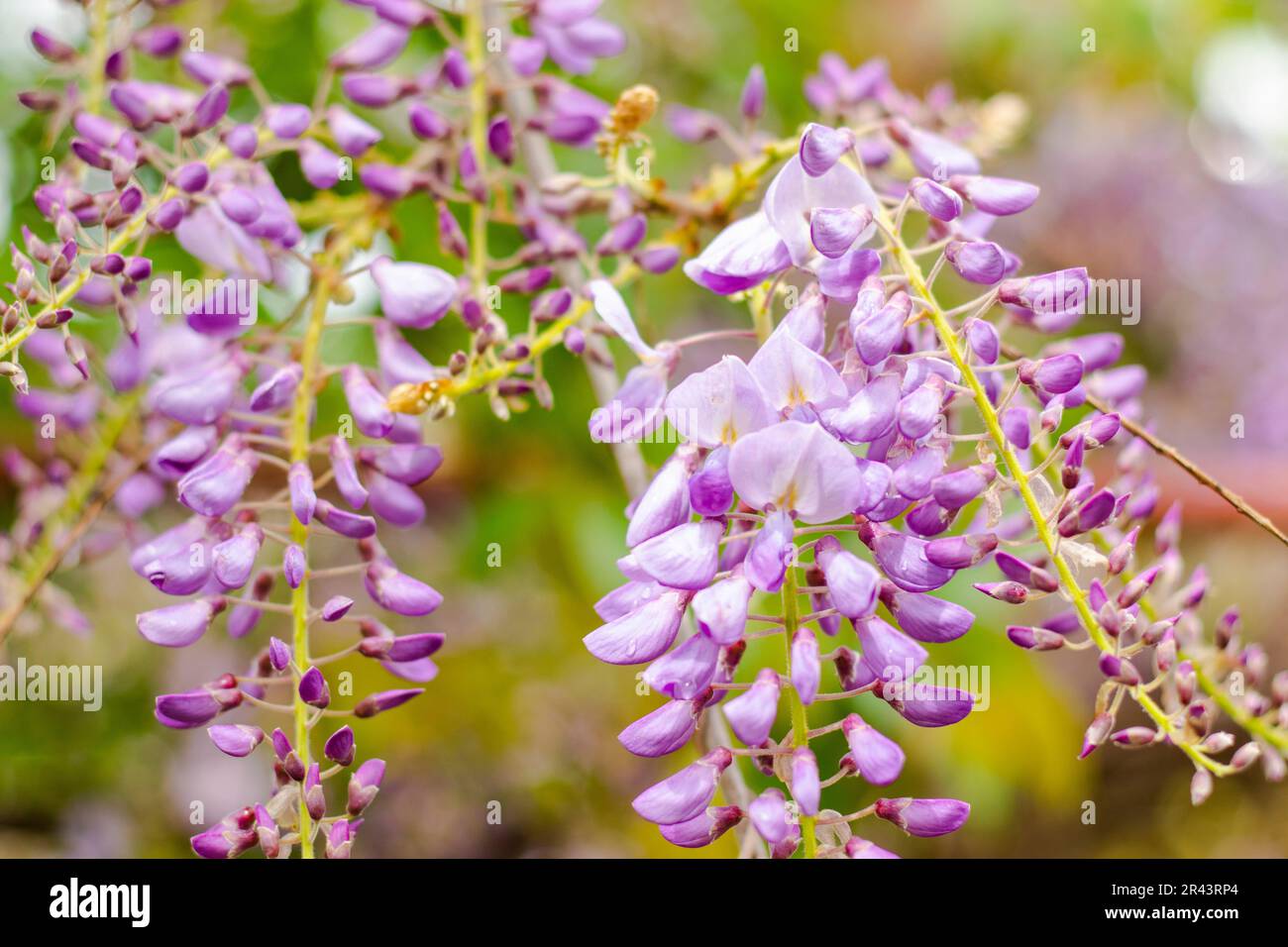 Chinese wisteria wistaria sinensis hi-res stock photography and images ...