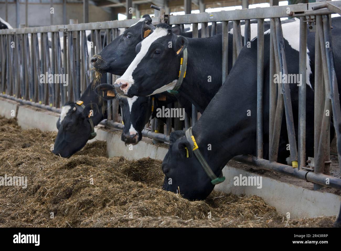 Domestic cattle, beef cattle, cattle fattening, stable Stock Photo - Alamy