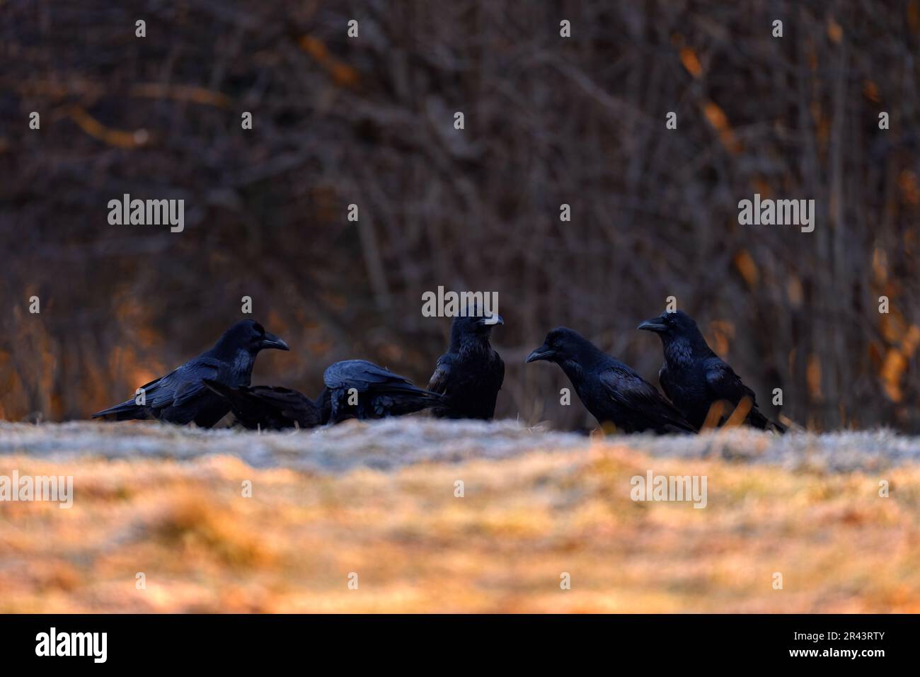 Raven group in winter sunset. Raven, cold winter with rime, orange ...