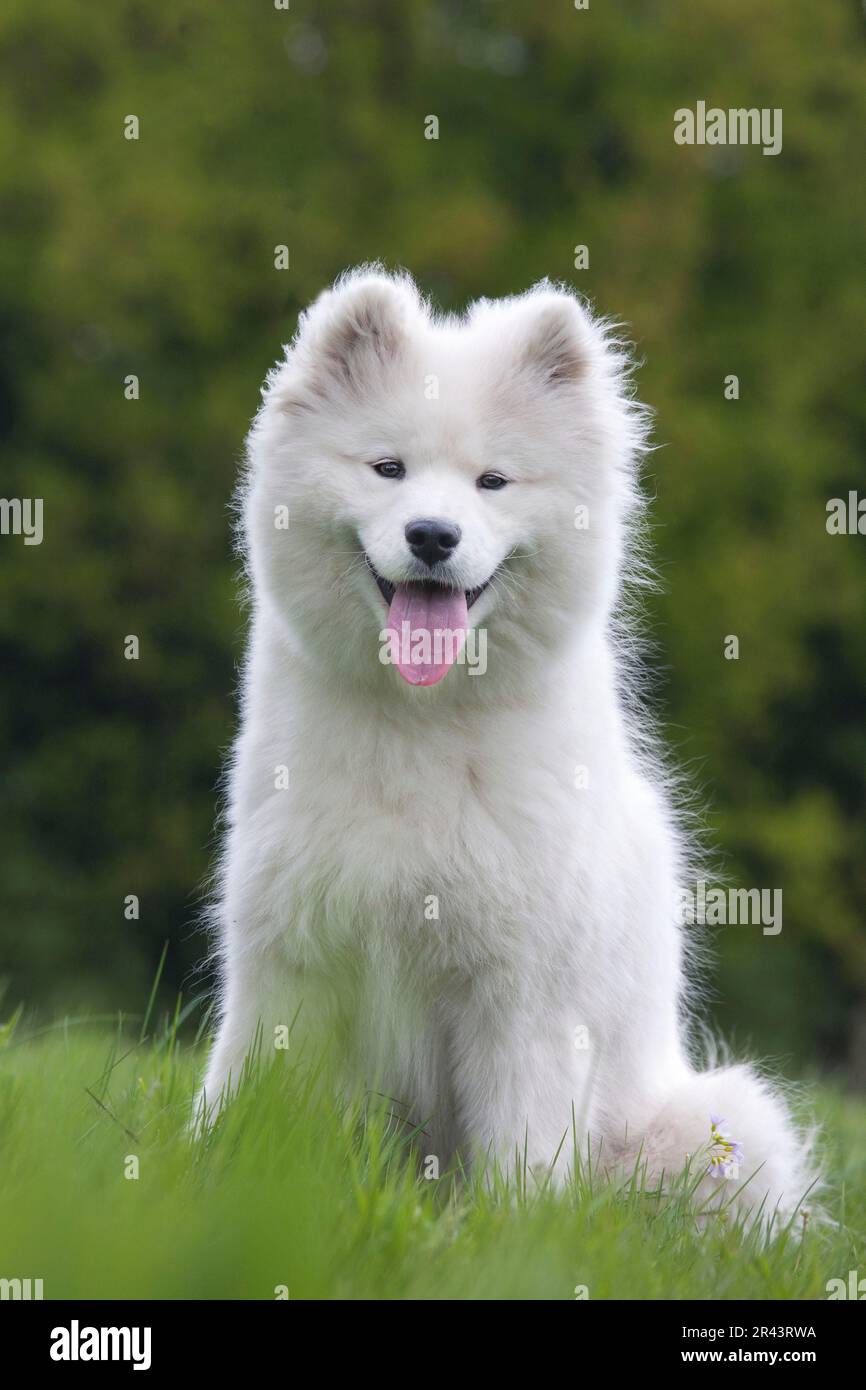 Samoyed face hi-res stock photography and images - Alamy