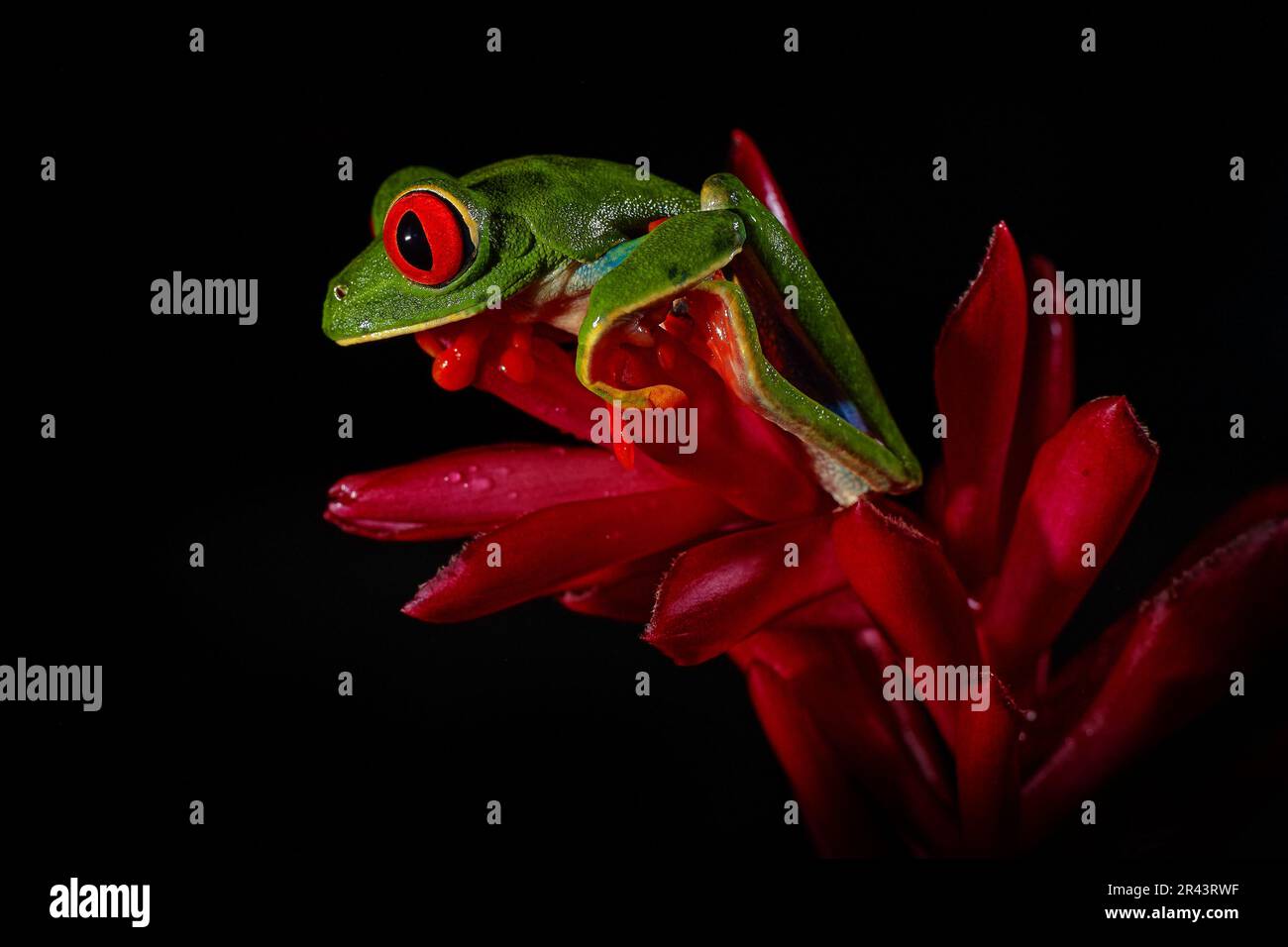 Wildlife tropic. Red-eyed Tree Frog, Agalychnis callidryas, animal with ...