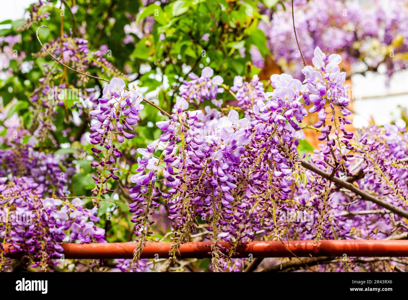 Chinese wisteria wistaria sinensis hi-res stock photography and images ...