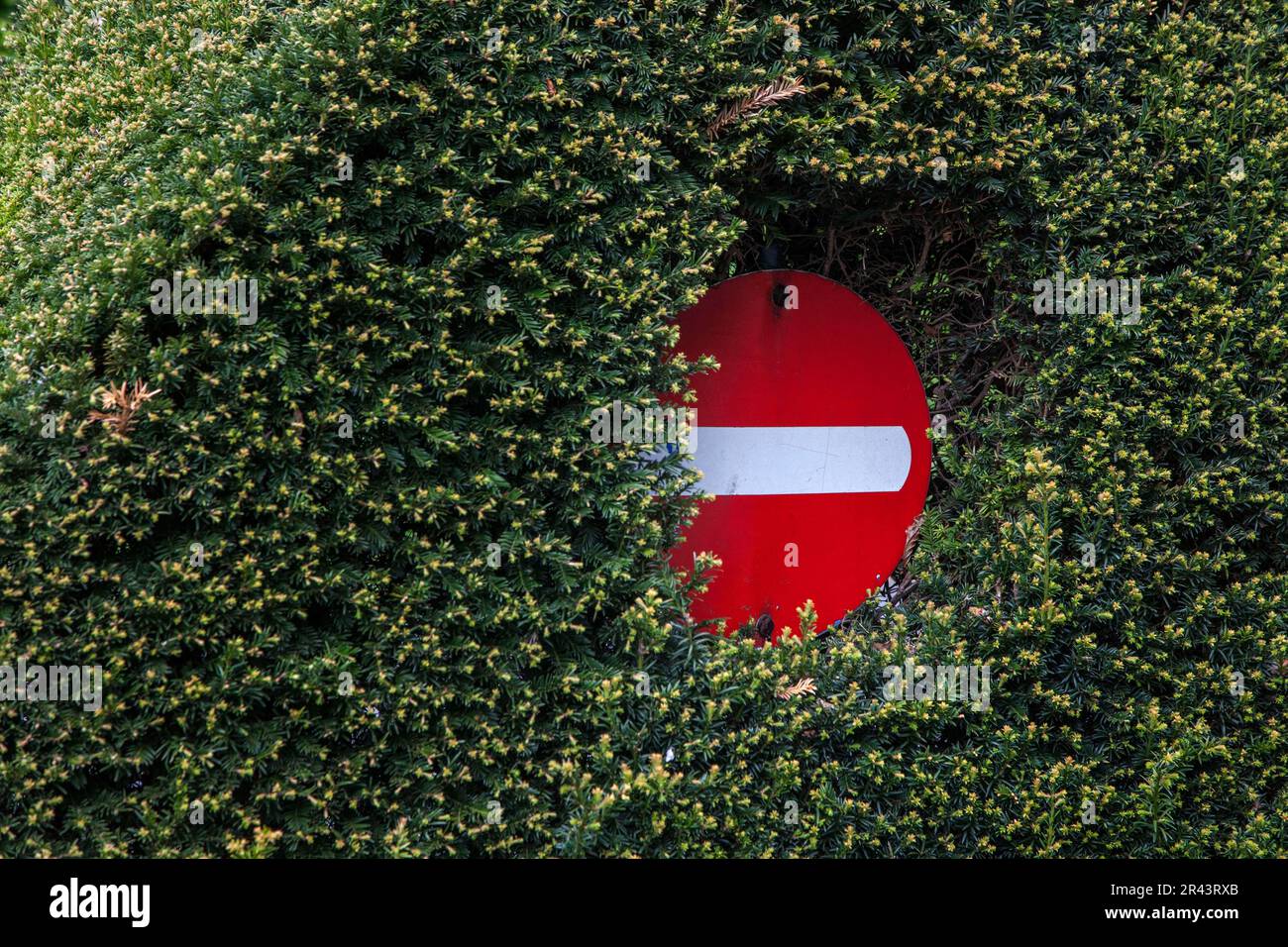 Traffic sign, Hedge, Overgrown, Driveway prohibited Stock Photo - Alamy