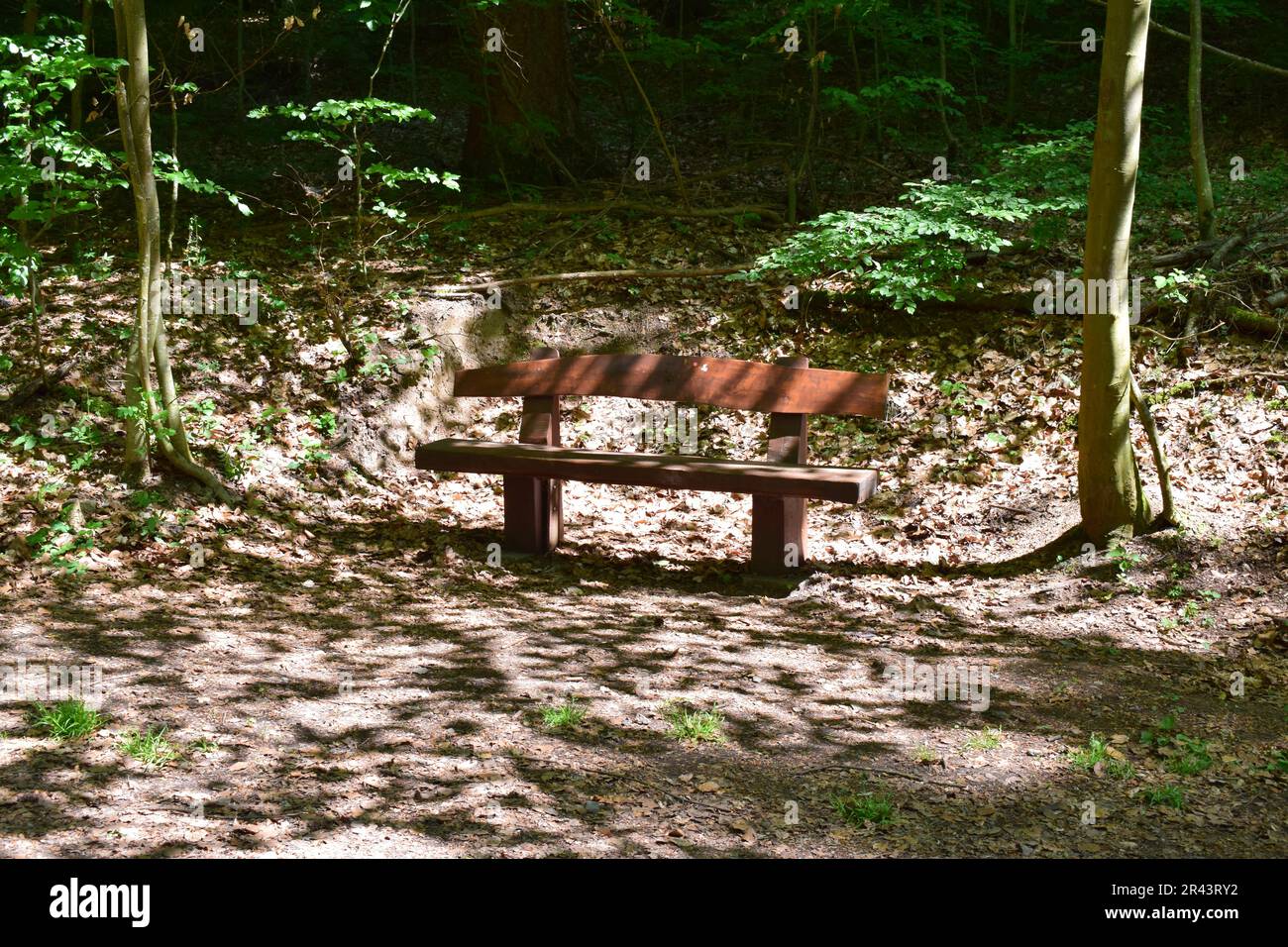 Park Bench in the Forest Stock Photo - Alamy