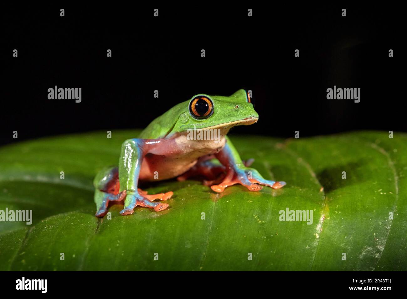 Agalychnis annae, Golden-eyed Tree Frog, green and blue frog on leave ...