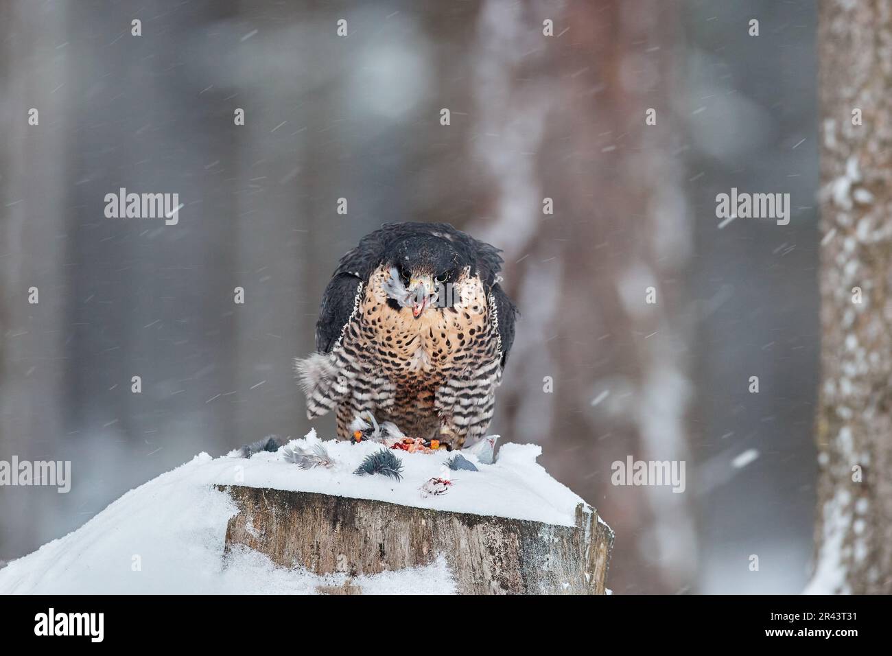 Peregrine Falcon, bird of prey sitting on the tree stump with catch ...