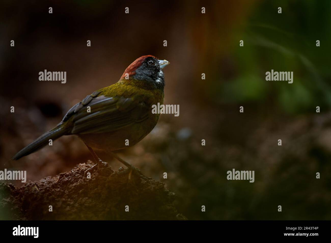 Chestnut-capped brushfinch, Arremon brunneinucha, grey brown bird in ...