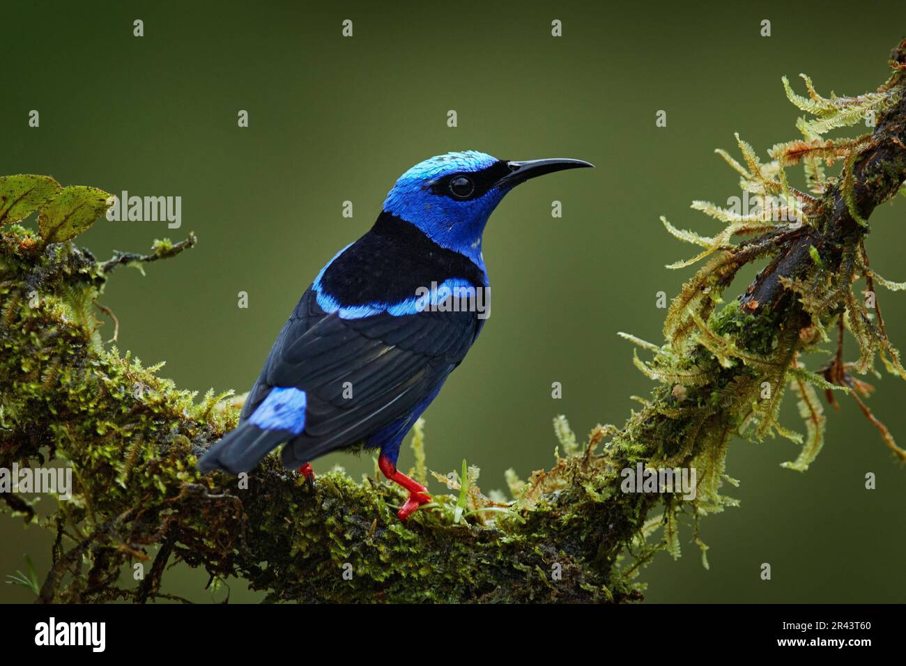 Shining Honeycreeper, Cyanerpes lucidus, exotic tropical blue bird with ...