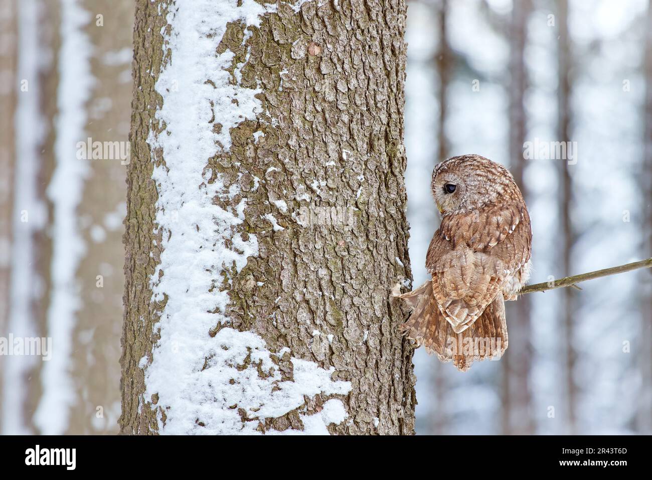 Flying owl in the snowy forest. Action scene with Eurasian Tawny Owl ...
