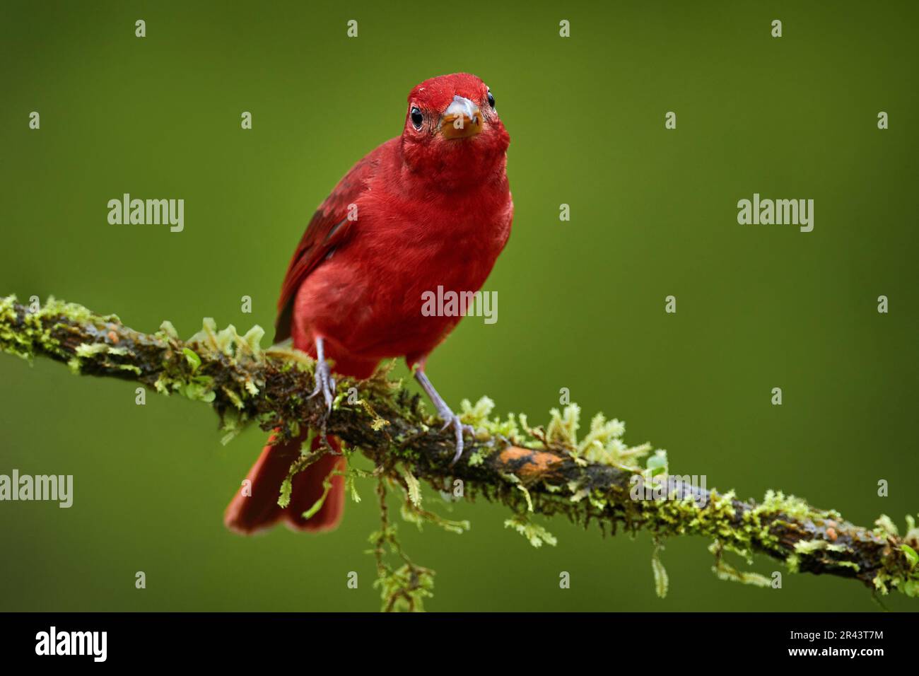 Red tanager in green vegetation. Red tanager on the big palm leave ...
