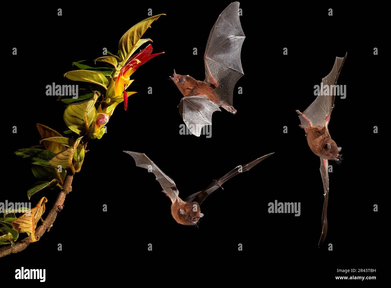 Wildlife Costa Rica. Orange nectar bat, Lonchophylla robusta, flying ...