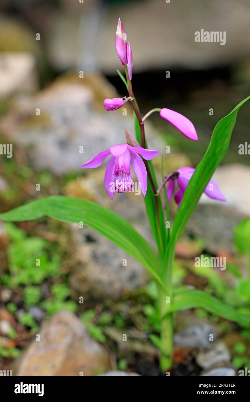 Hardy chinese ground orchid (Bletilla striata), Chinese orchid Stock ...