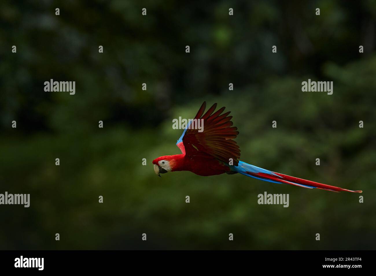 Red parrot flying in dark green vegetation. Scarlet Macaw, Ara macao ...