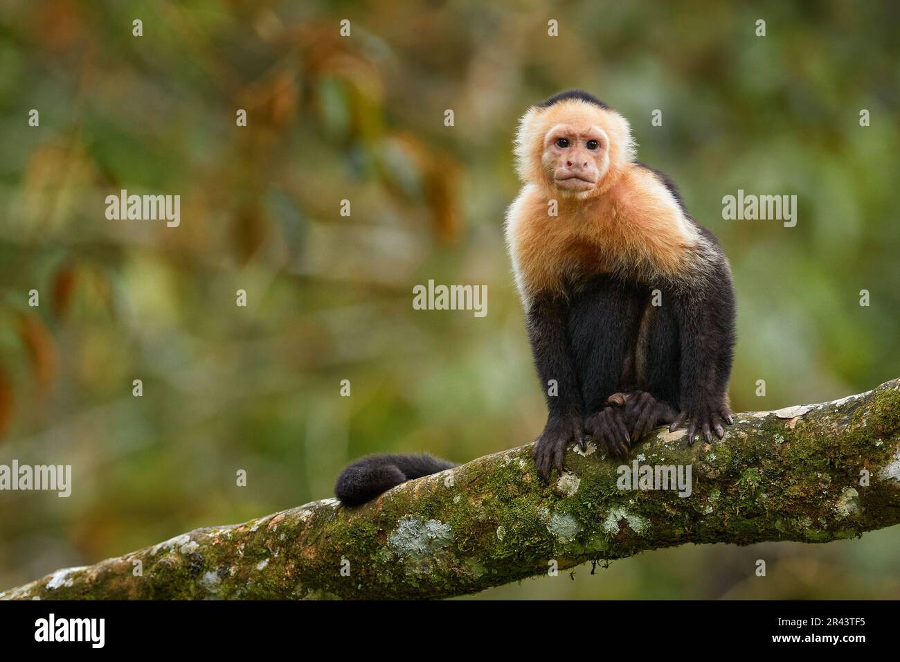 Costa Rica nature. White-headed Capuchin, black monkey sitting and ...