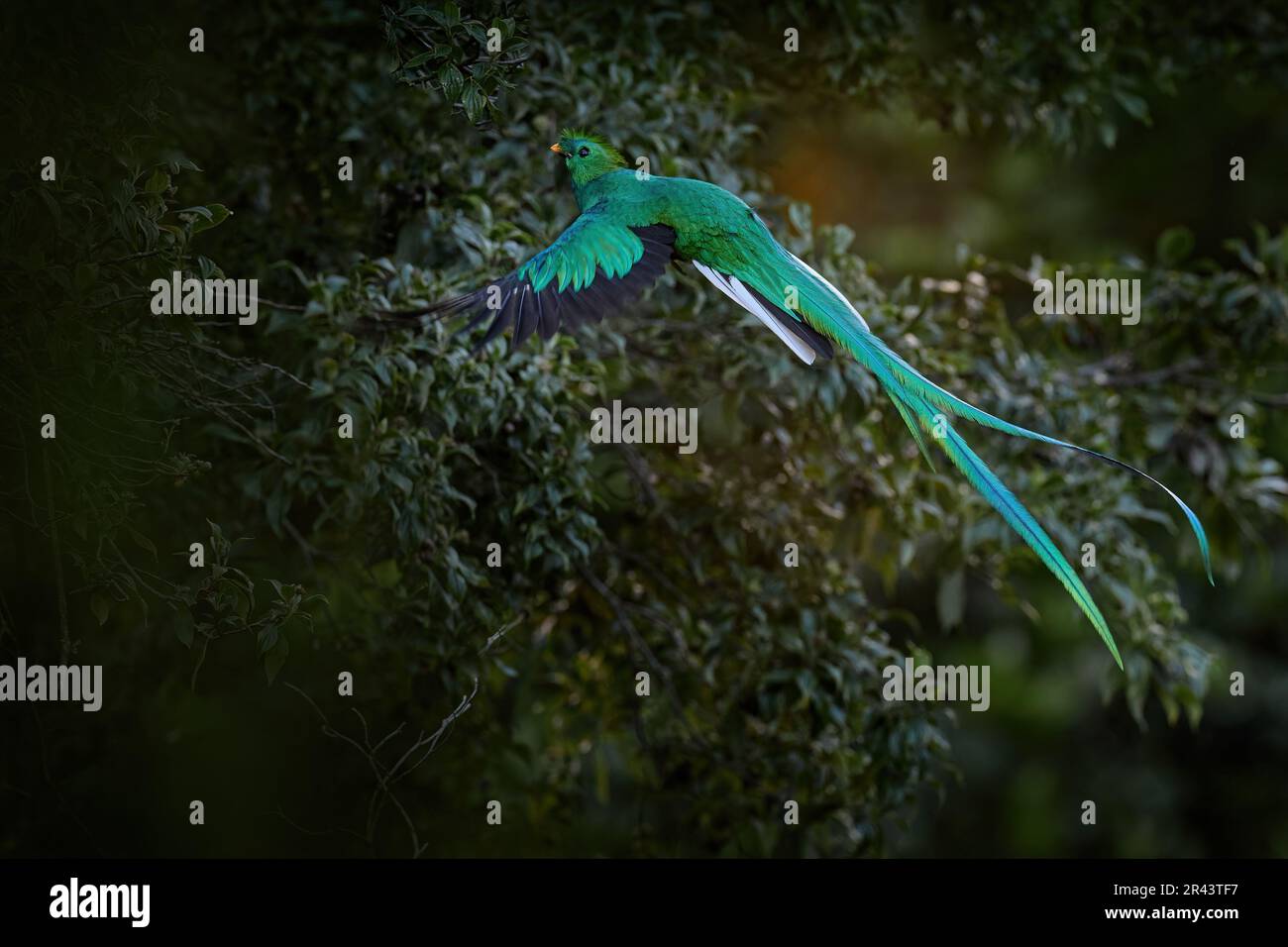Resplendent Quetzal forest flight, from Chiapas, Mexico with blurred ...