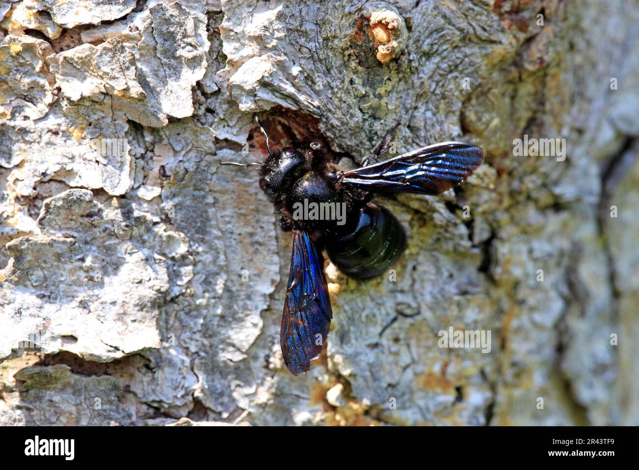 Violet carpenter bee (Xylocopa violacea), Rhineland-Palatinate, Europe ...